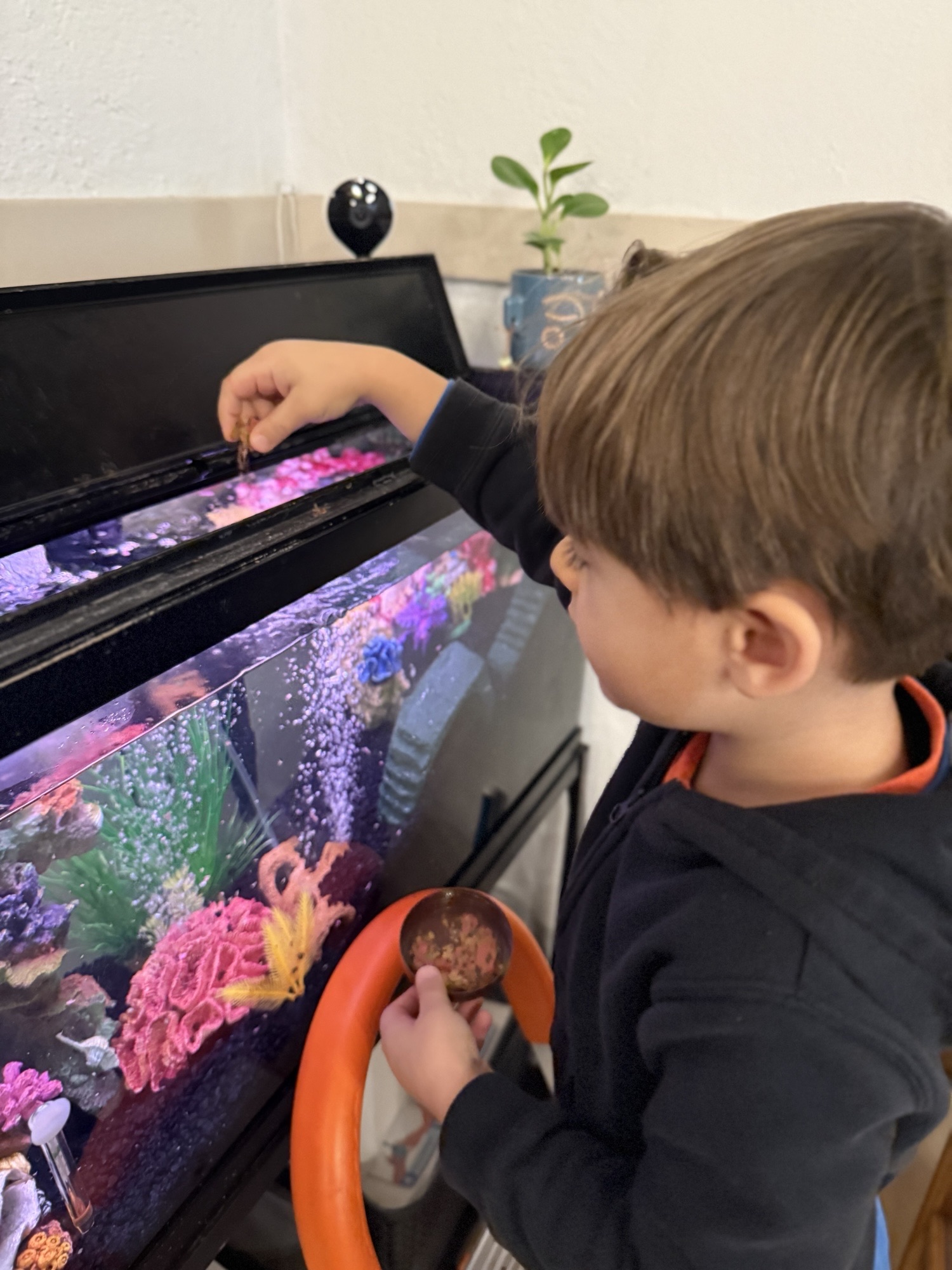 Fostering Empathy and Responsibility: The Role of Classroom Pets in ...